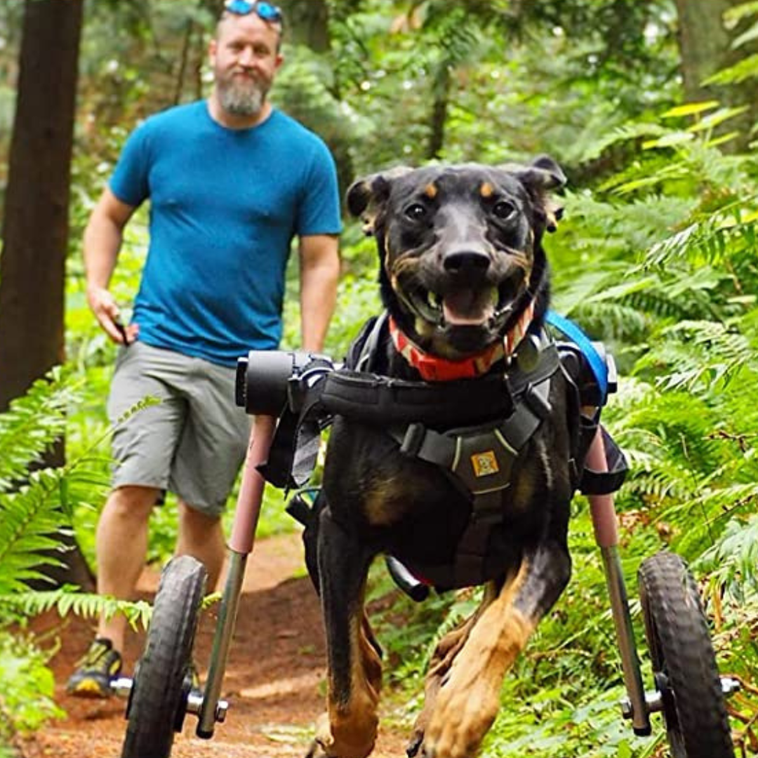 Les fauteuils roulants pour chiens | Anizon.ca